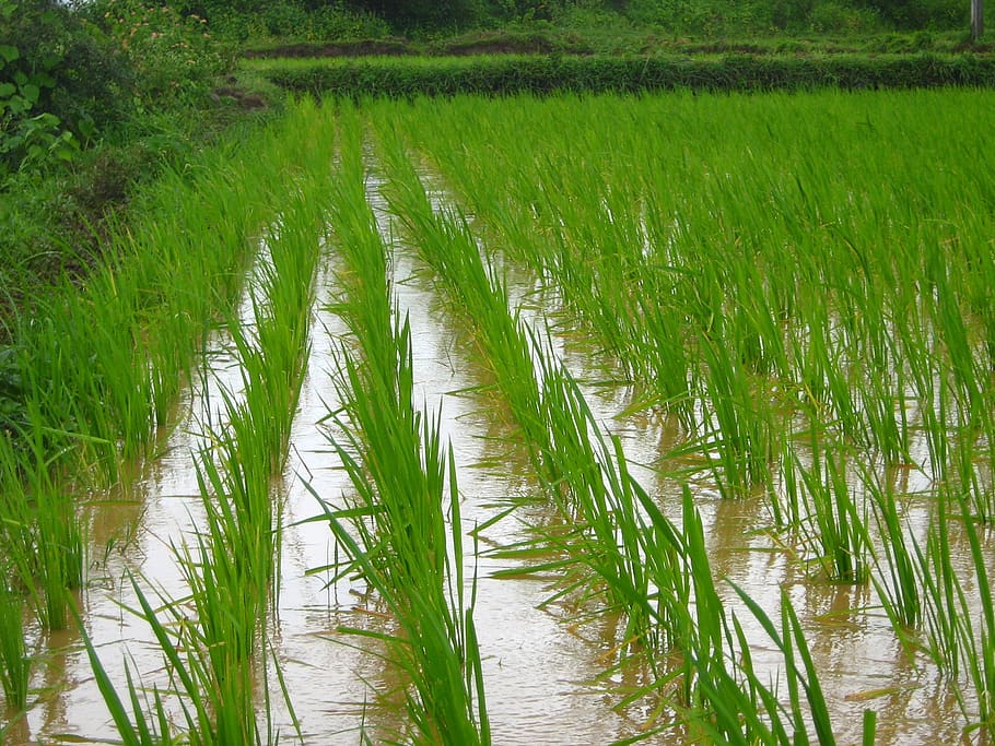 GOVT GIVES BENEFITS TO FARMERS ON CROP LOAN REPAYMENTS